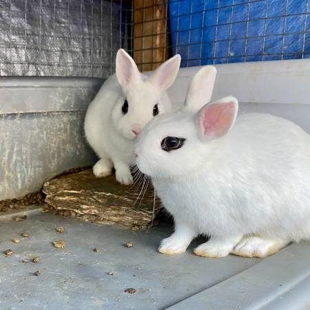Bonded Pair Dwarf Hotot Bunny Rabbits looking for new home! | General ...