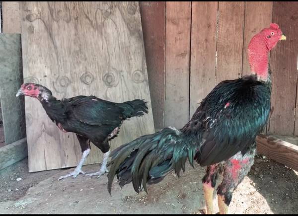 Ganoi thai gallos | Garden Items For Sale | Sacramento, CA | Shoppok