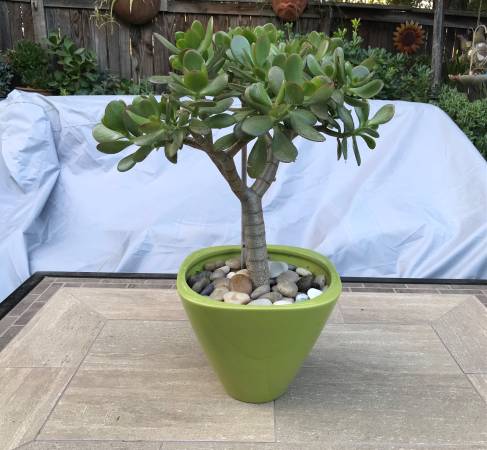 Jade “money tree” in a pretty ceramic pot $25 | Garden Items For Sale ...