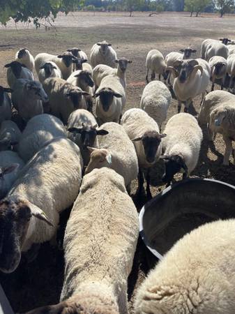 sheep for sale | Garden Items For Sale | Sacramento, CA | Shoppok