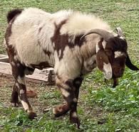 Dapple Kiko billy goat $300 | Garden Items For Sale | Tri-Cities, TN ...