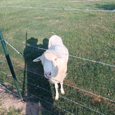 Sheep st croix ram $400 | Garden Items For Sale | San Antonio, TX | Shoppok