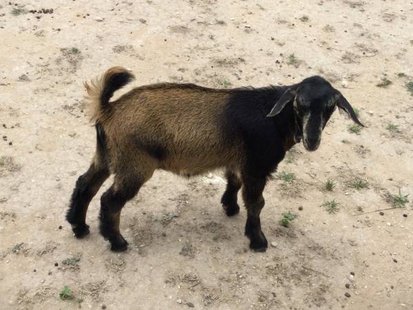 Spanish / Boer cross goats $150 | Garden Items For Sale | San Antonio ...