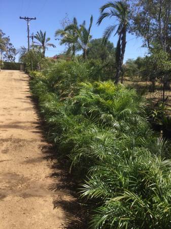 Robellini Palm Trees $45 | Garden Items For Sale | San Diego, CA | Shoppok