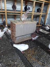 King Pigeons - For Sale - Shoppok