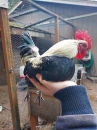 Bantam Chicken Serama Pretty Bird Rooster $100 | Garden Items For Sale ...