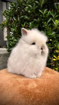 Dwarf Lionhead Baby Bunny Rabbit | Garden Items For Sale | Orlando, FL ...