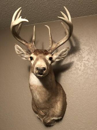 Massive 10 Pt. Typical Whitetail Deer Mount 168 B&C score. Huge bases ...