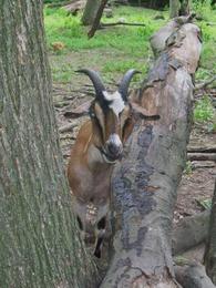 Alpine Nigerian dwarf cross $250 | Garden Items For Sale | Harrisburg ...