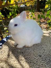 Rabbit - Netherland Dwarf - BLUE EYED WHITE BUCK - bunnies, bunny $75 ...