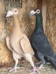 English carrier pigeons $300 | Garden Items For Sale | Jacksonville, FL ...