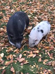 Purebred Hamp Show Pigs or Breeding Gilts Available | Garden Items For ...