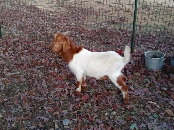 Boer / Spanish Cross Buck (goat). Last One Left. $200 $200 | Garden ...