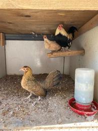 Bantam bantams kikirikis kikiriki azteca aztecas gallos | Garden Items ...