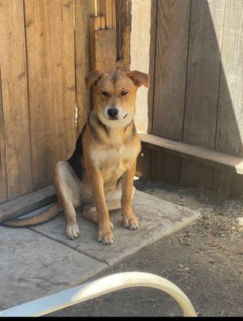9MONTH DOG FREE TO A GOOD HOME | Free Stuff | Stockton, CA | Shoppok
