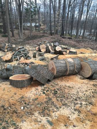 Large logs & rounds for firewood, woodworking, etc | Free Stuff | South ...