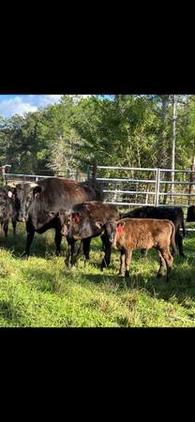 Full Blood registered boer goat buck $695 | Garden Items For Sale ...