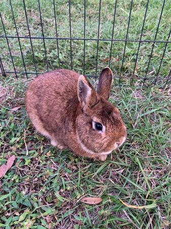 Chestnut Netherland dwarf (buck) bunny tabbit ( full-Pedegree) $40 ...