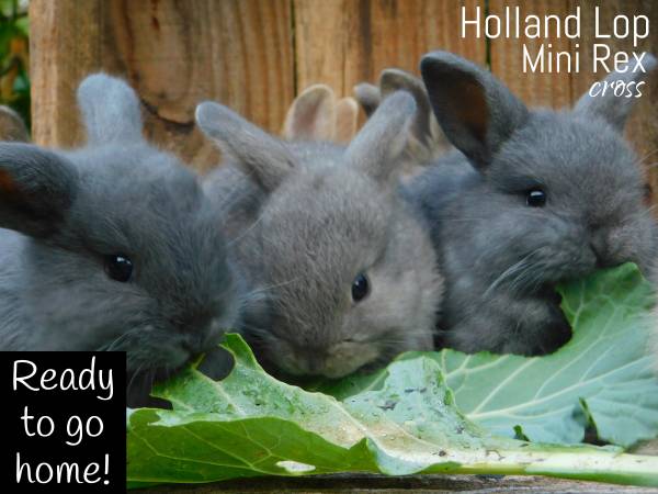Holland Lop Mini Rex cross baby bunny rabbit rabbits bunnies for sale ...