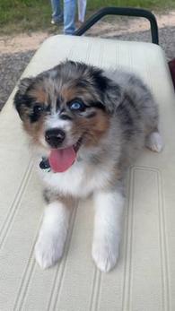 Toy & Mini Australian Shepherd Puppies-Merles & Tris-M&F-BLUE eyes ...