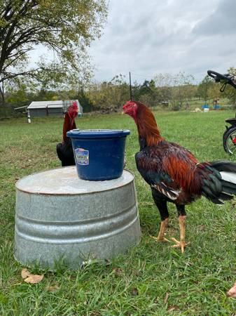 Chicks Indio Gigante Chickens $50 | Garden Items For Sale | Texoma, OK ...