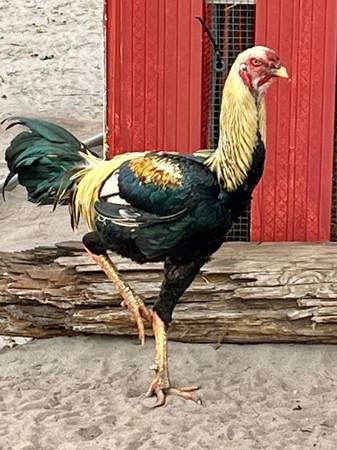 indio Gigante Chicks $0 | Garden Items For Sale | Treasure Coast, FL ...