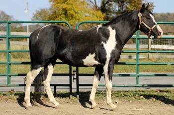 APHA Stallion at Stud $350 | Garden Items For Sale | Tri-Cities, TN ...