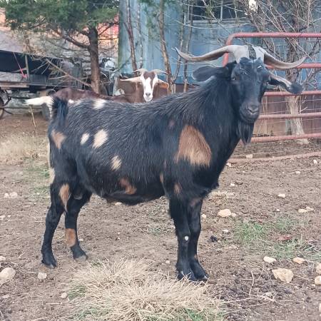 Dapple Kiko billy goat $300 | Garden Items For Sale | Tri-Cities, TN ...