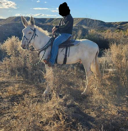 mammoth Jack Donkey, Stud fee $500 | Garden Items For Sale | Tucson, AZ ...