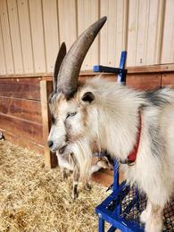 pygmy nigerian dwarf goat buckling baby goats | Garden Items For Sale ...