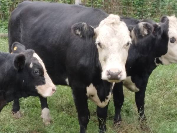 Beef cows for sale $1,500 | Garden Items For Sale | Upper Peninsula, MI ...