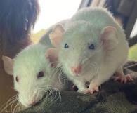 Dumbo Rats - For Sale - Shoppok