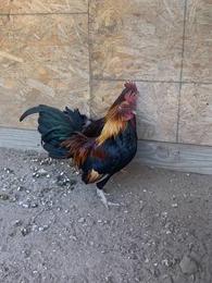 Bantam bantams kikirikis kikiriki azteca aztecas gallos | Garden Items ...
