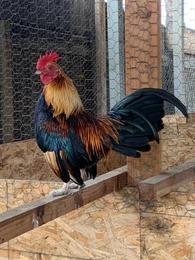 Bantam bantams kikirikis kikiriki azteca aztecas gallos | Garden Items ...