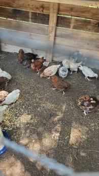 6 month old chickens for sale!!! $22 | Garden Items For Sale | Dallas ...