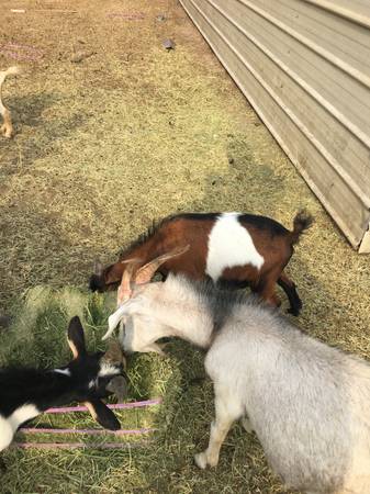 Kiko Billy 1year old $175 | Garden Items For Sale | Waco, TX | Shoppok