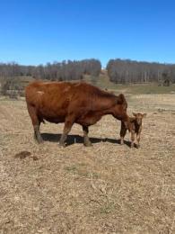 Red Angus Cow/Calf Pairs $2,500 | Garden Items For Sale | Atlanta, GA ...