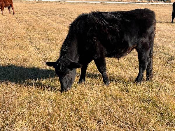 5 Head Grass Fed Steers | Garden Items For Sale | Western Slope, CO ...