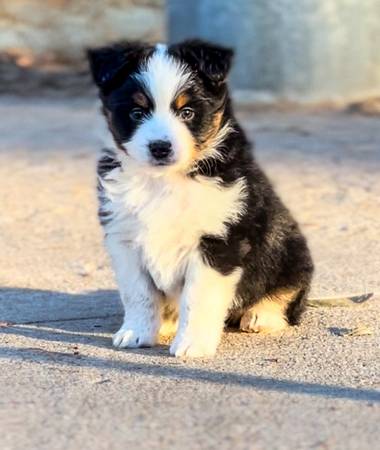 Mini Aussie Male $500 | Garden Items For Sale | Wichita, KS | Shoppok