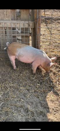 Roasters and weaner pigs $150 | Garden Items For Sale | Yakima, WA ...