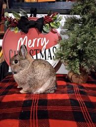 Rabbit - Netherland Dwarf - BLUE EYED WHITE BUCK - bunnies, bunny $75 ...