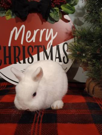 Rabbit - Netherland Dwarf - BLUE EYED WHITE BUCK - bunnies, bunny $75 ...